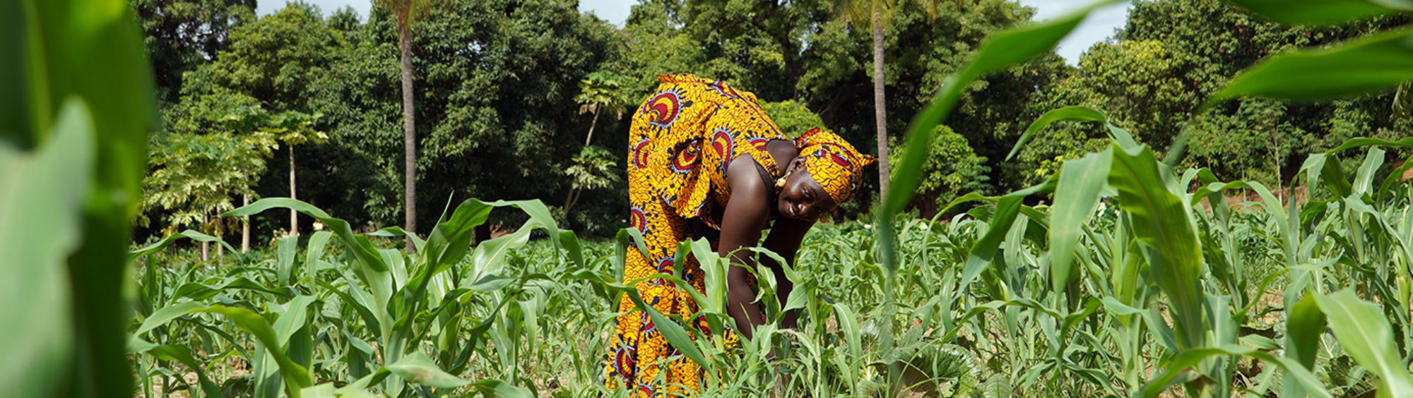 MA Food & Development - Institute of Development Studies